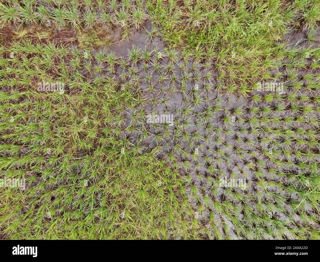 A top down aerial view of a paddy field with farmers at work. Located ...