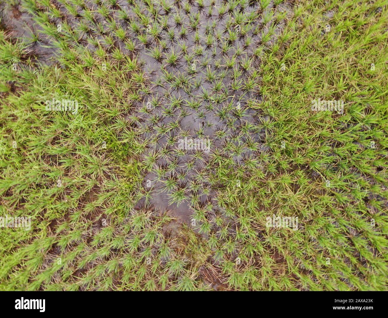 A top down aerial view of a paddy field with farmers at work. Located ...