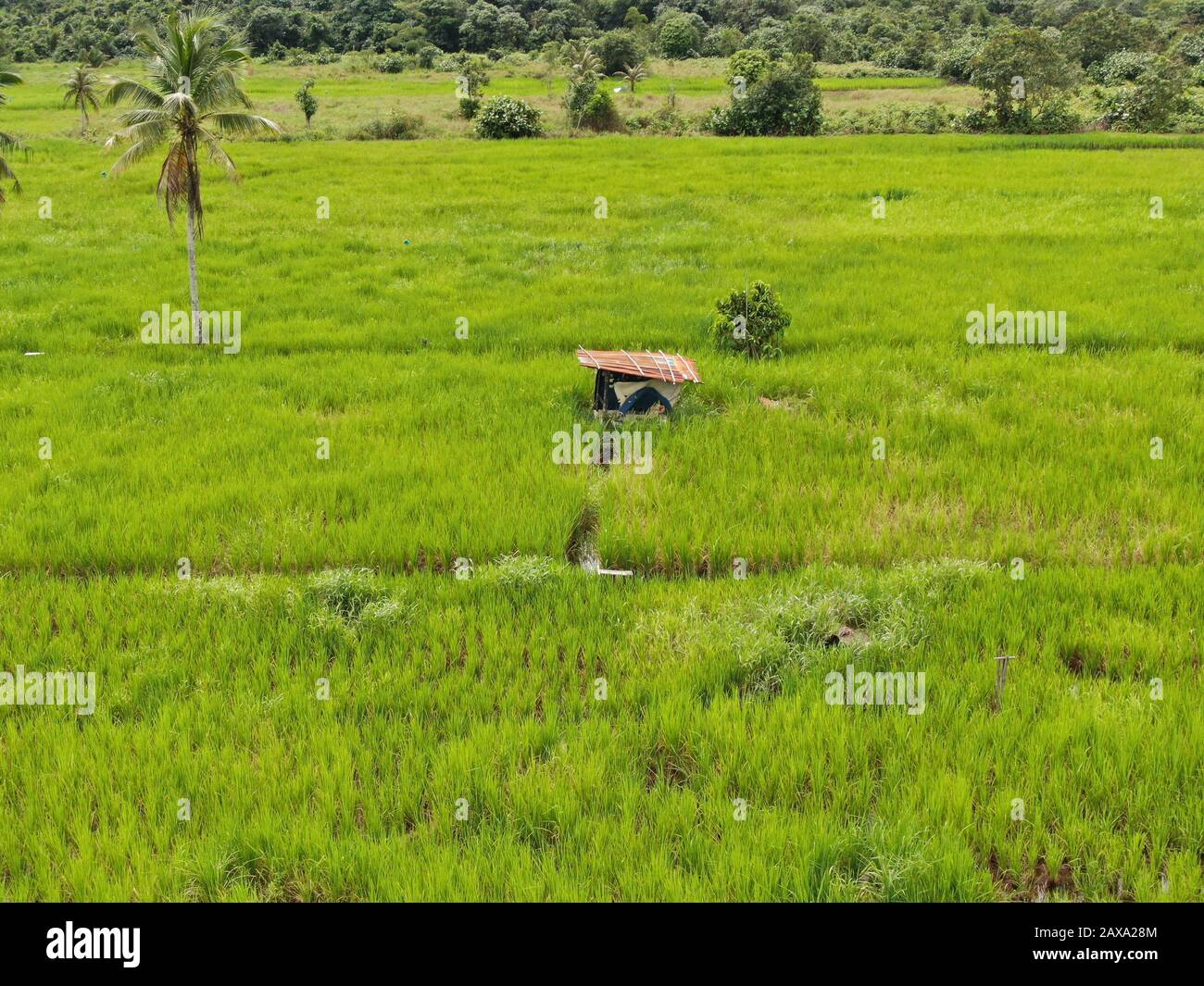 Padi aerial hi-res stock photography and images - Alamy