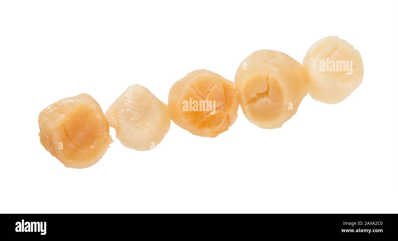 Scallops isolated on white background. Raw fresh scallops adductor ...