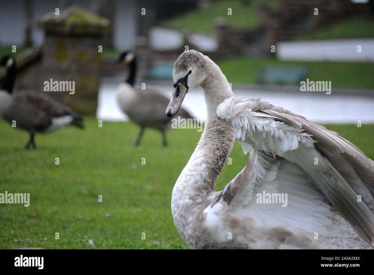 Winter at Cold Knap Lake Barry. The swans, ducks and pigeons prune ...