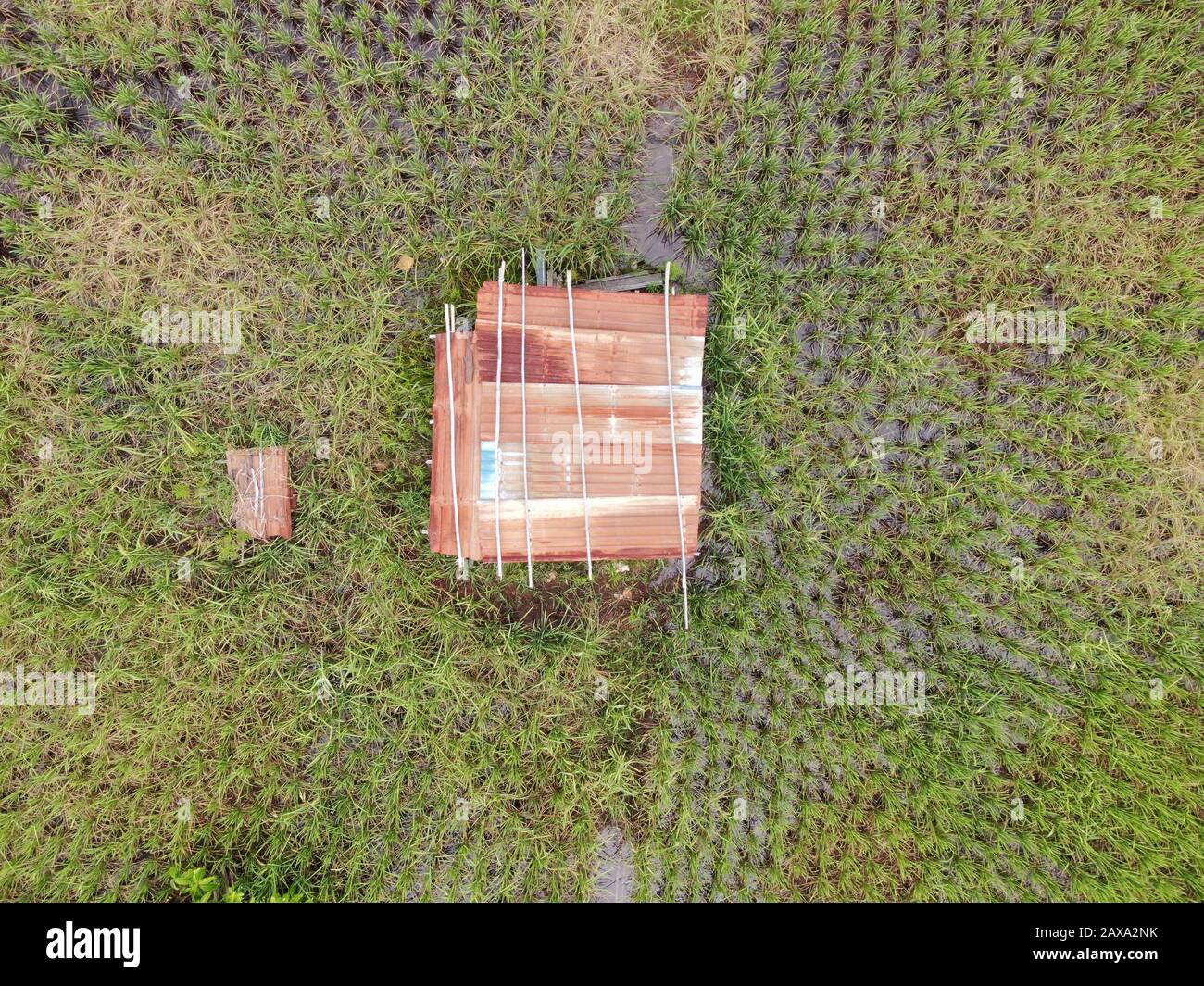 A top down aerial view of a paddy field with farmers at work. Located ...