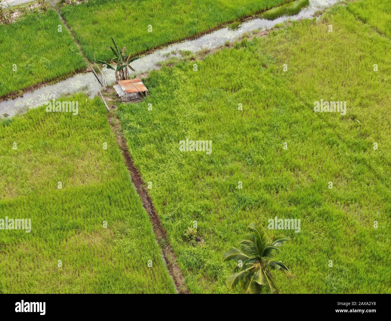 A top down aerial view of a paddy field with farmers at work. Located ...