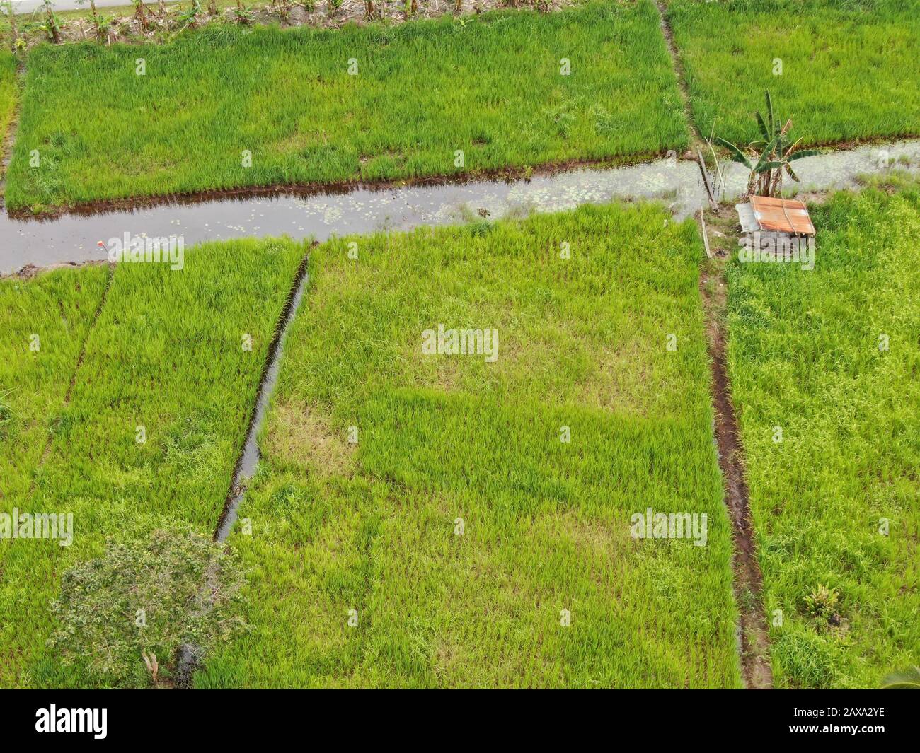 A top down aerial view of a paddy field with farmers at work. Located ...