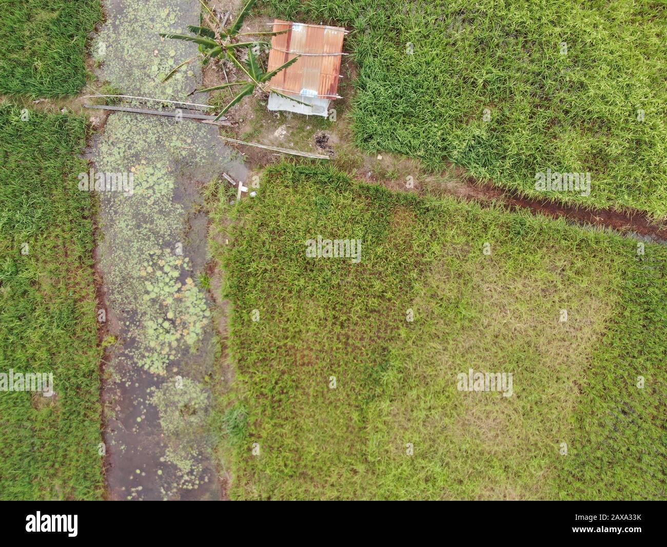 A top down aerial view of a paddy field with farmers at work. Located ...