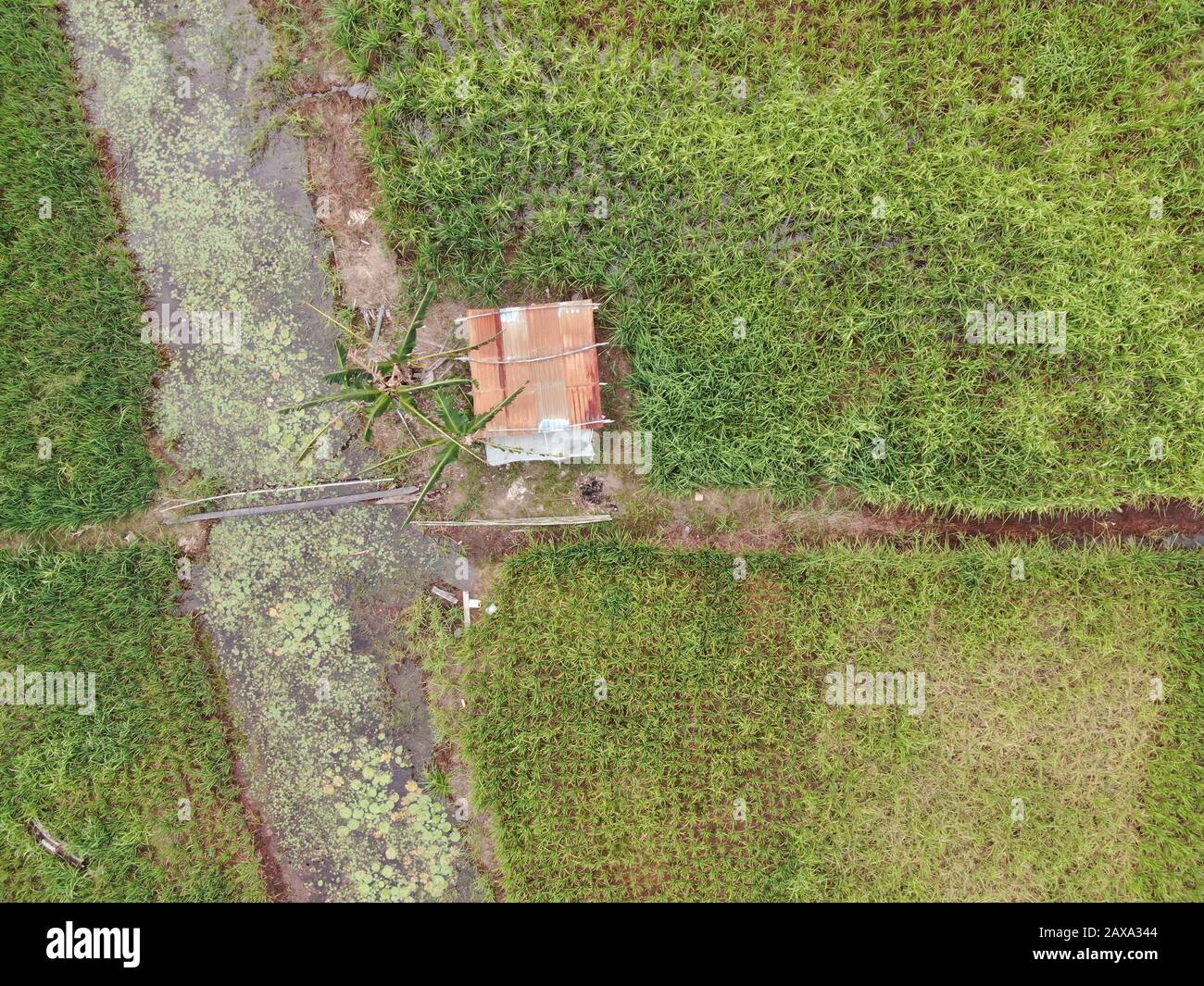 A top down aerial view of a paddy field with farmers at work. Located ...