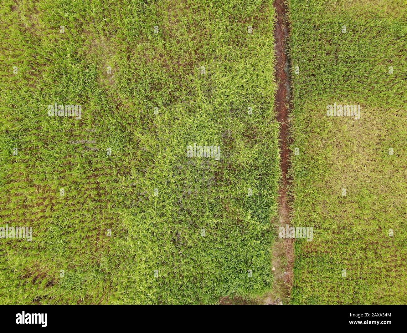 A top down aerial view of a paddy field with farmers at work. Located ...