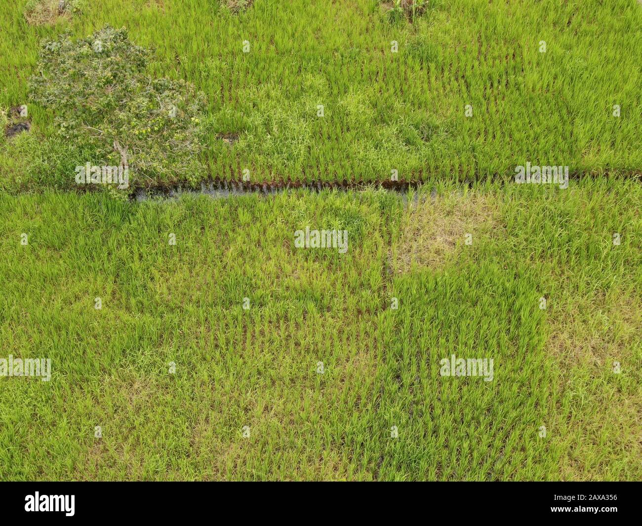A top down aerial view of a paddy field with farmers at work. Located ...