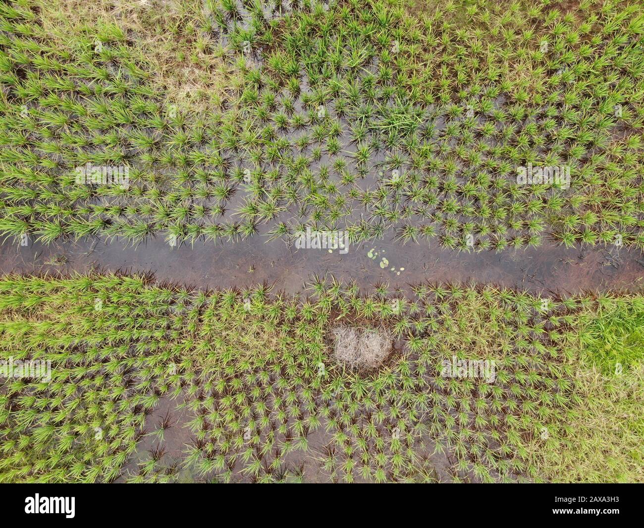 A top down aerial view of a paddy field with farmers at work. Located ...