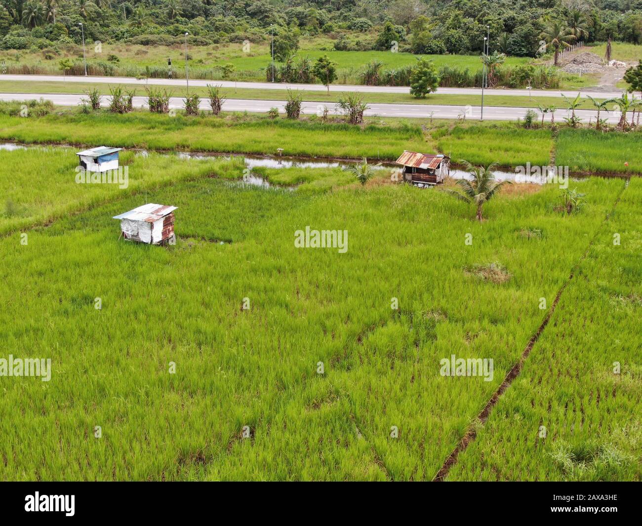 A top down aerial view of a paddy field with farmers at work. Located ...