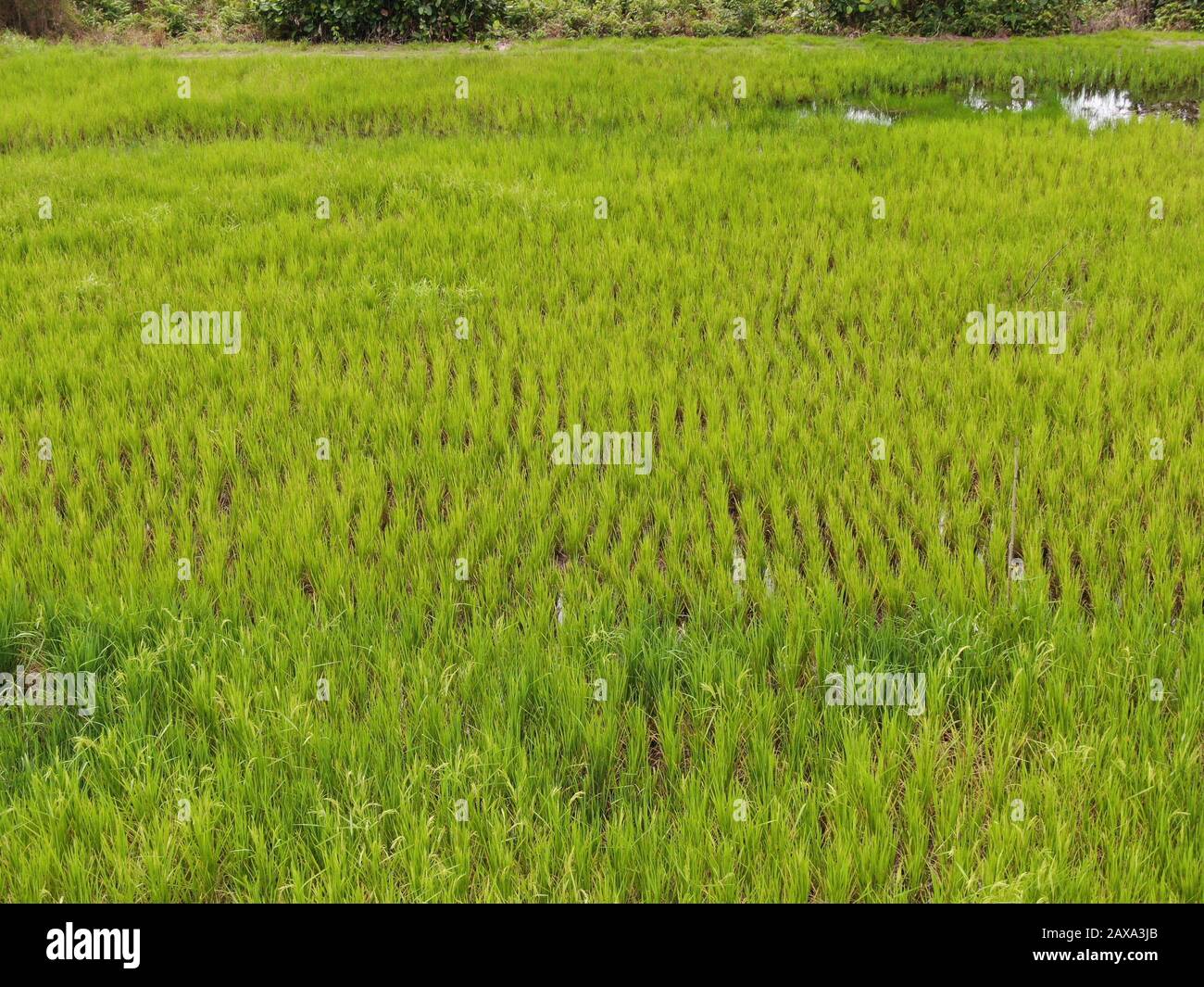 Padi aerial hi-res stock photography and images - Alamy
