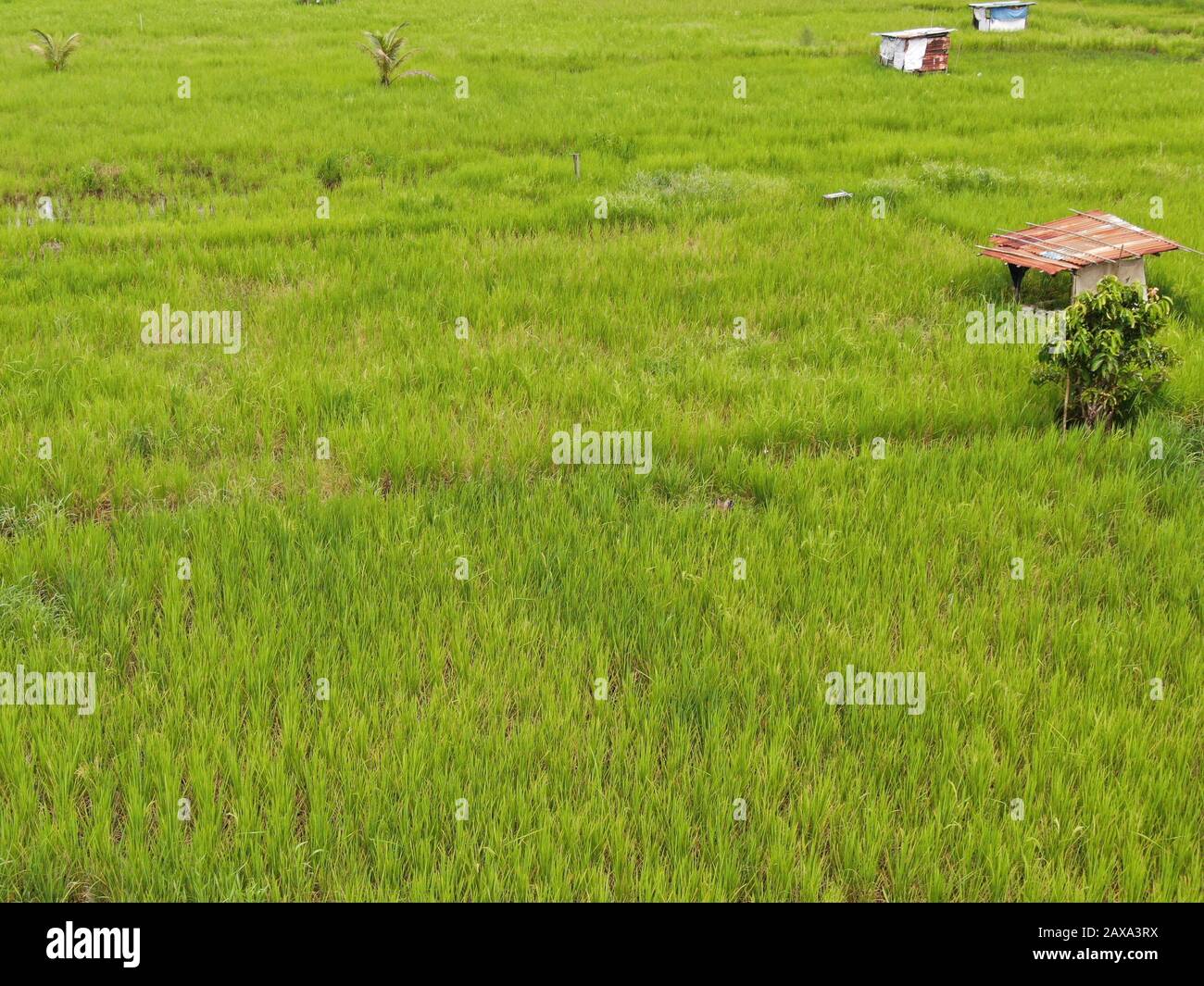 A top down aerial view of a paddy field with farmers at work. Located ...