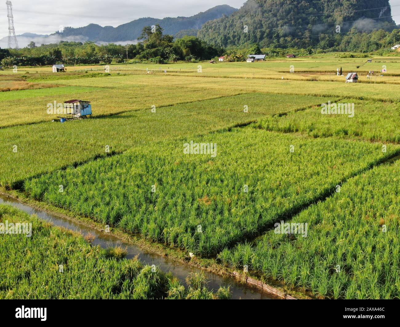 Padi aerial hi-res stock photography and images - Alamy