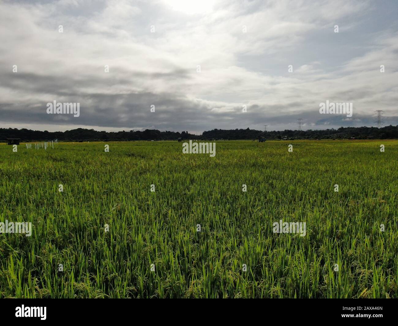 Padi aerial hi-res stock photography and images - Alamy