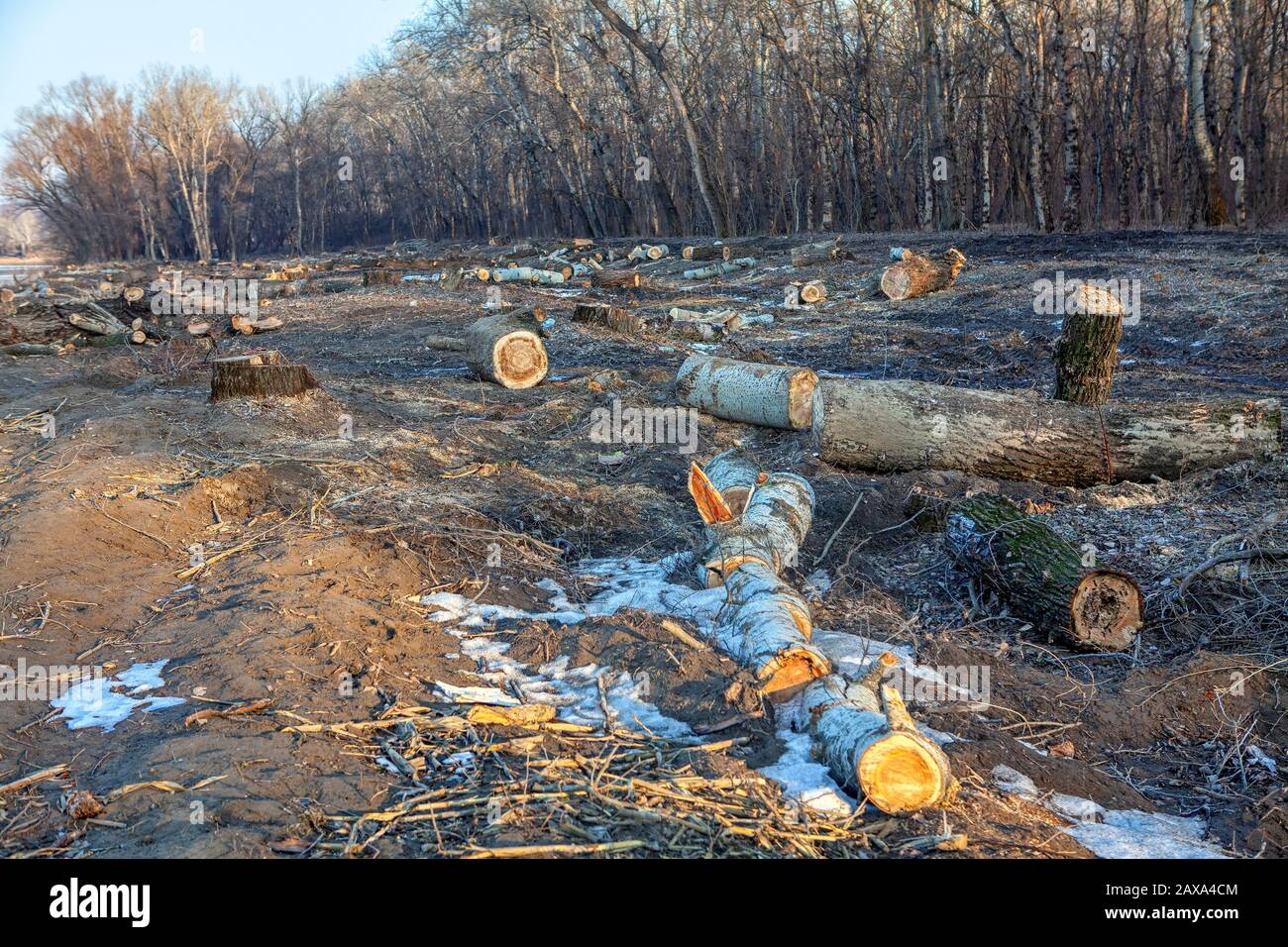 trees destroyed during deforestation , just cut logs on the ground ...