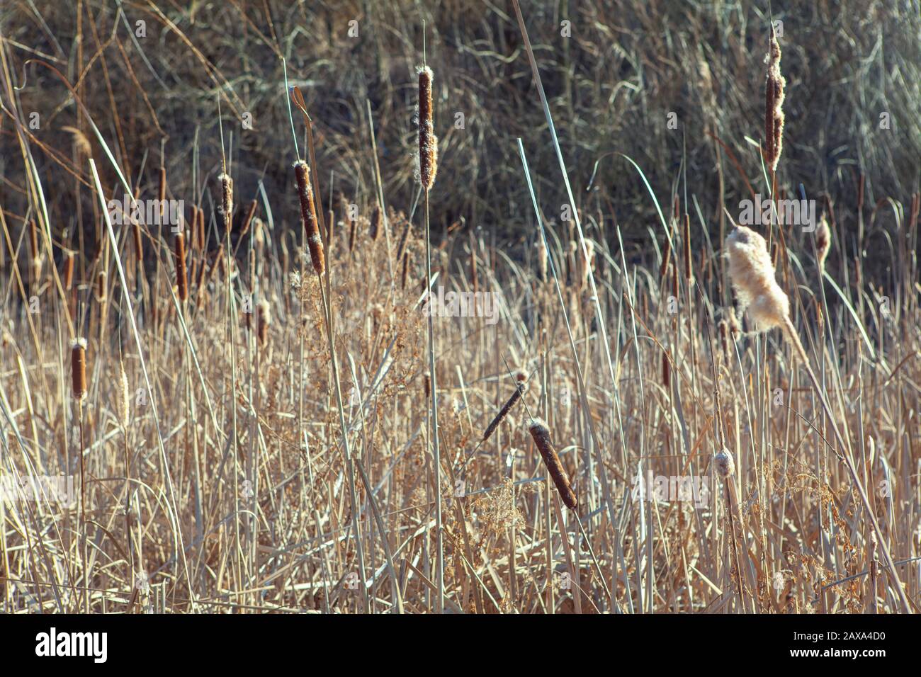 wilderness nature with dry reed Stock Photo - Alamy