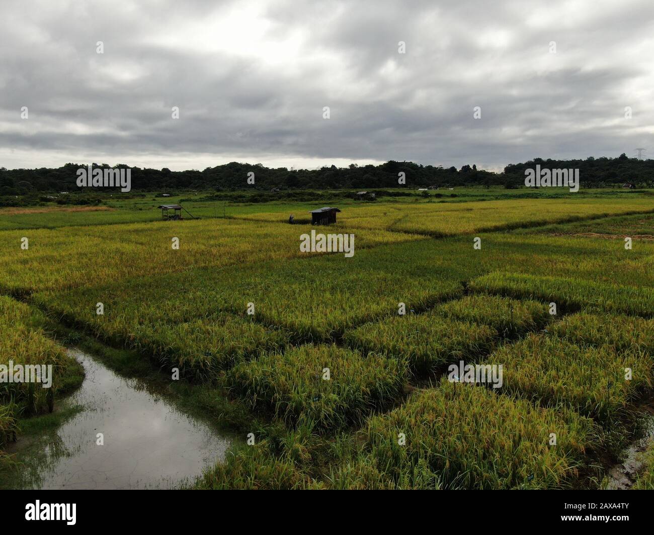 Padi aerial hi-res stock photography and images - Alamy