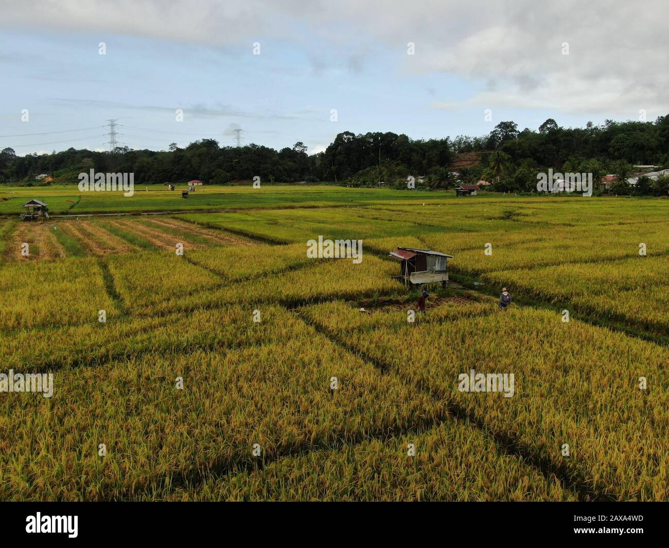 A top down aerial view of a paddy field with farmers at work. Located ...