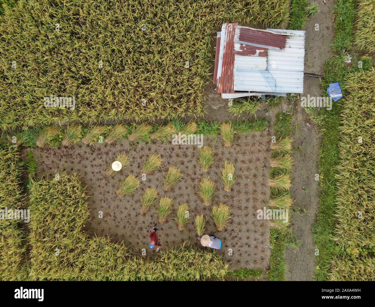 A top down aerial view of a paddy field with farmers at work. Located ...