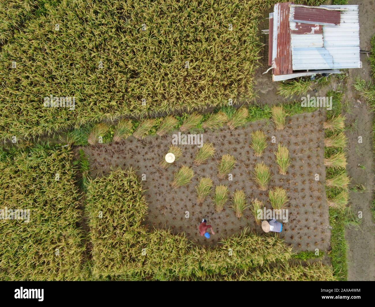 A top down aerial view of a paddy field with farmers at work. Located ...