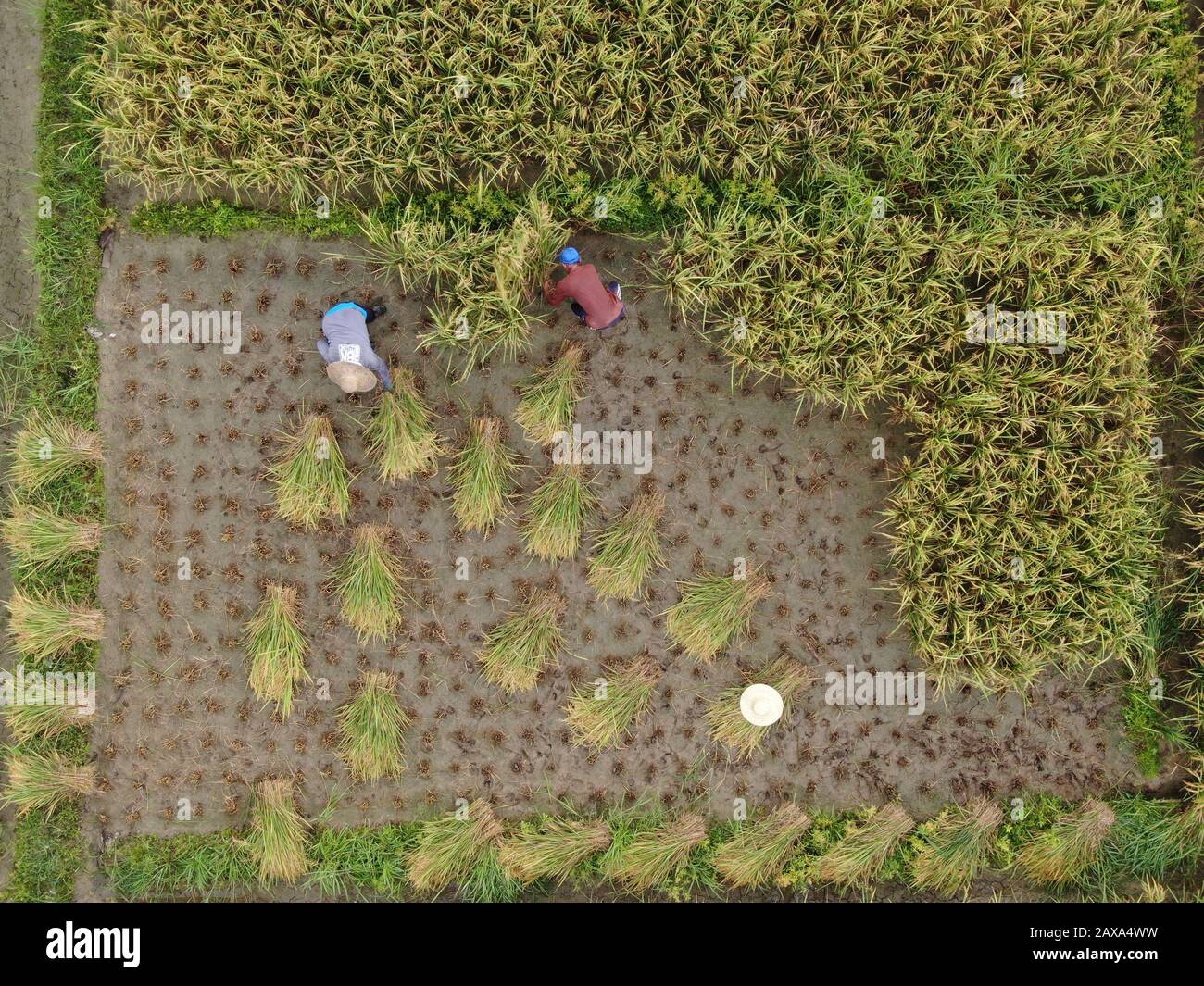 A top down aerial view of a paddy field with farmers at work. Located ...