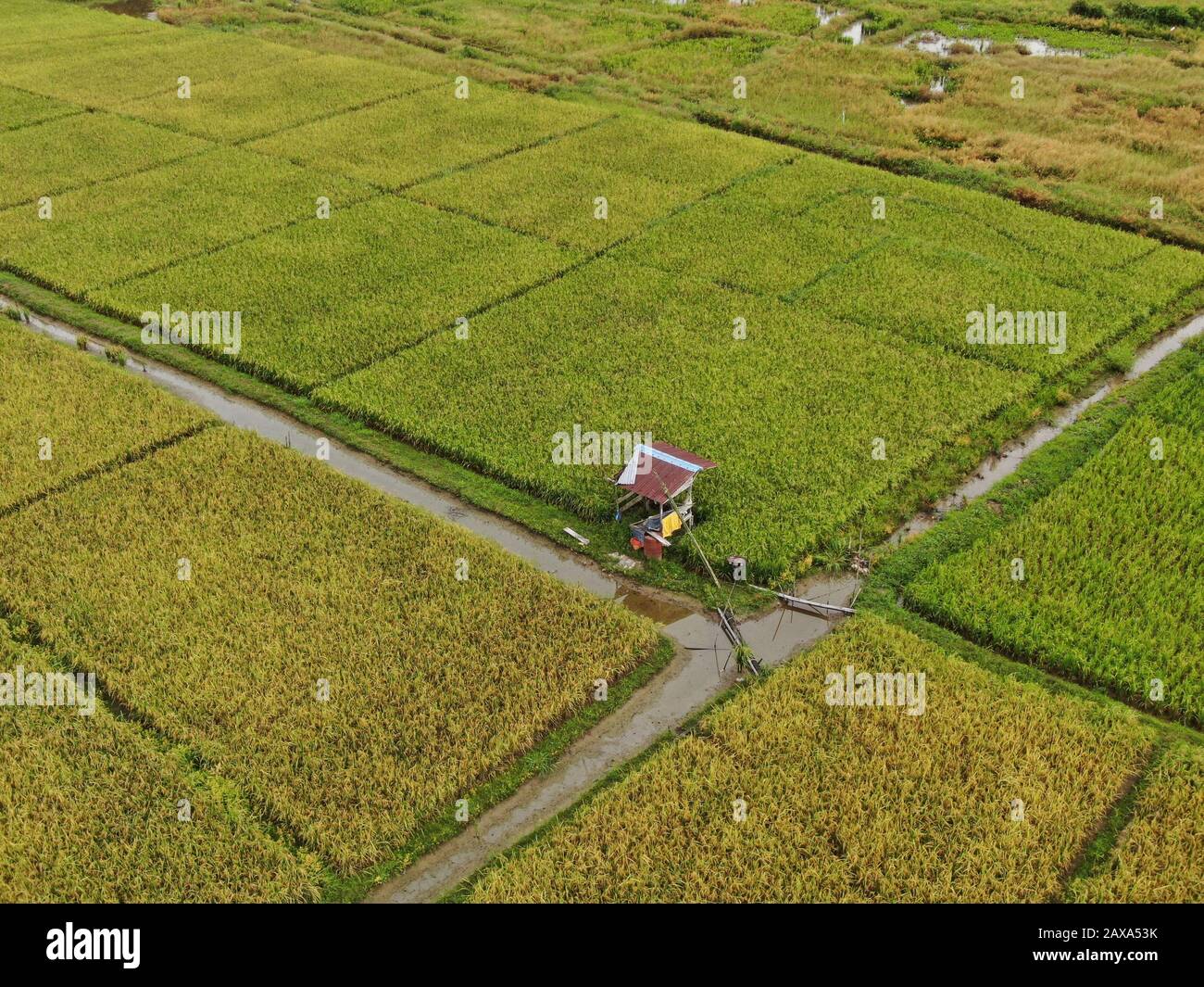 A top down aerial view of a paddy field with farmers at work. Located ...