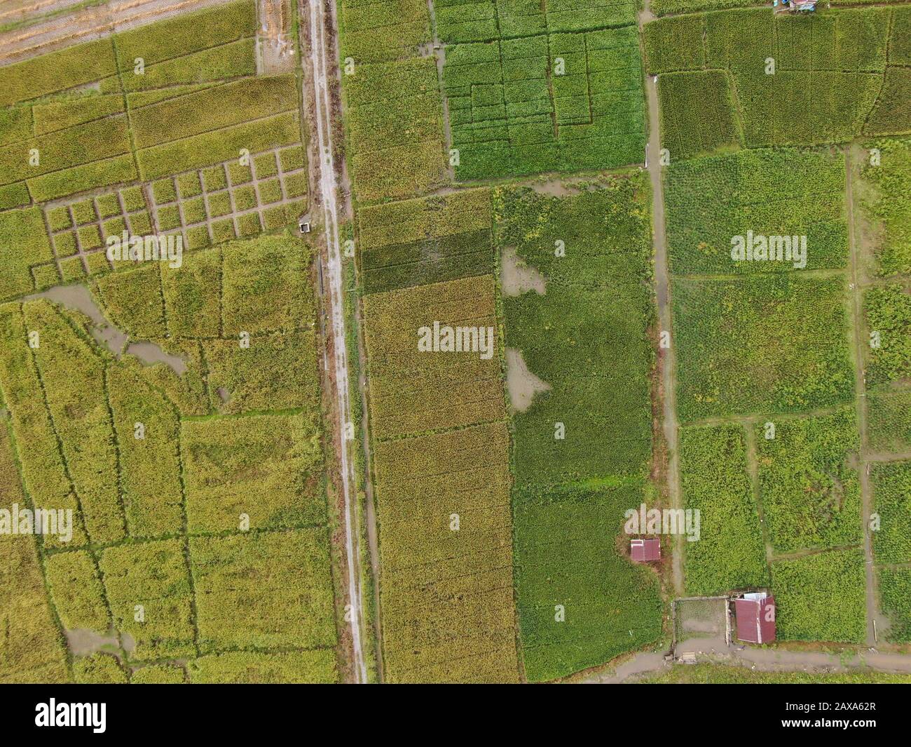 A top down aerial view of a paddy field with farmers at work. Located ...