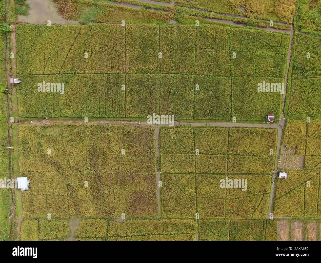 A top down aerial view of a paddy field with farmers at work. Located ...