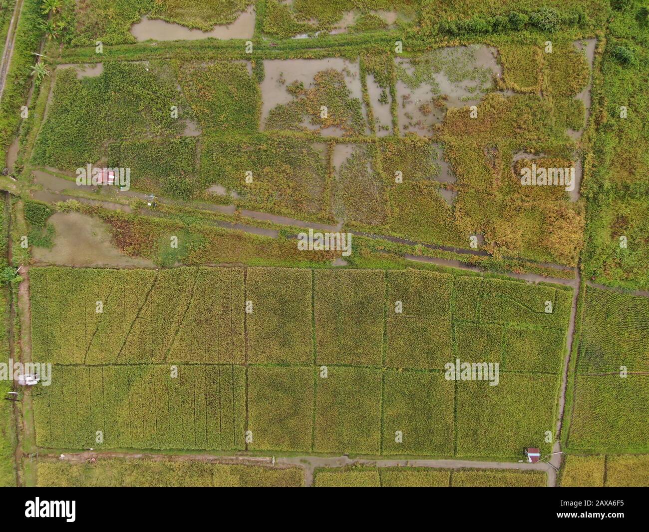 A top down aerial view of a paddy field with farmers at work. Located ...