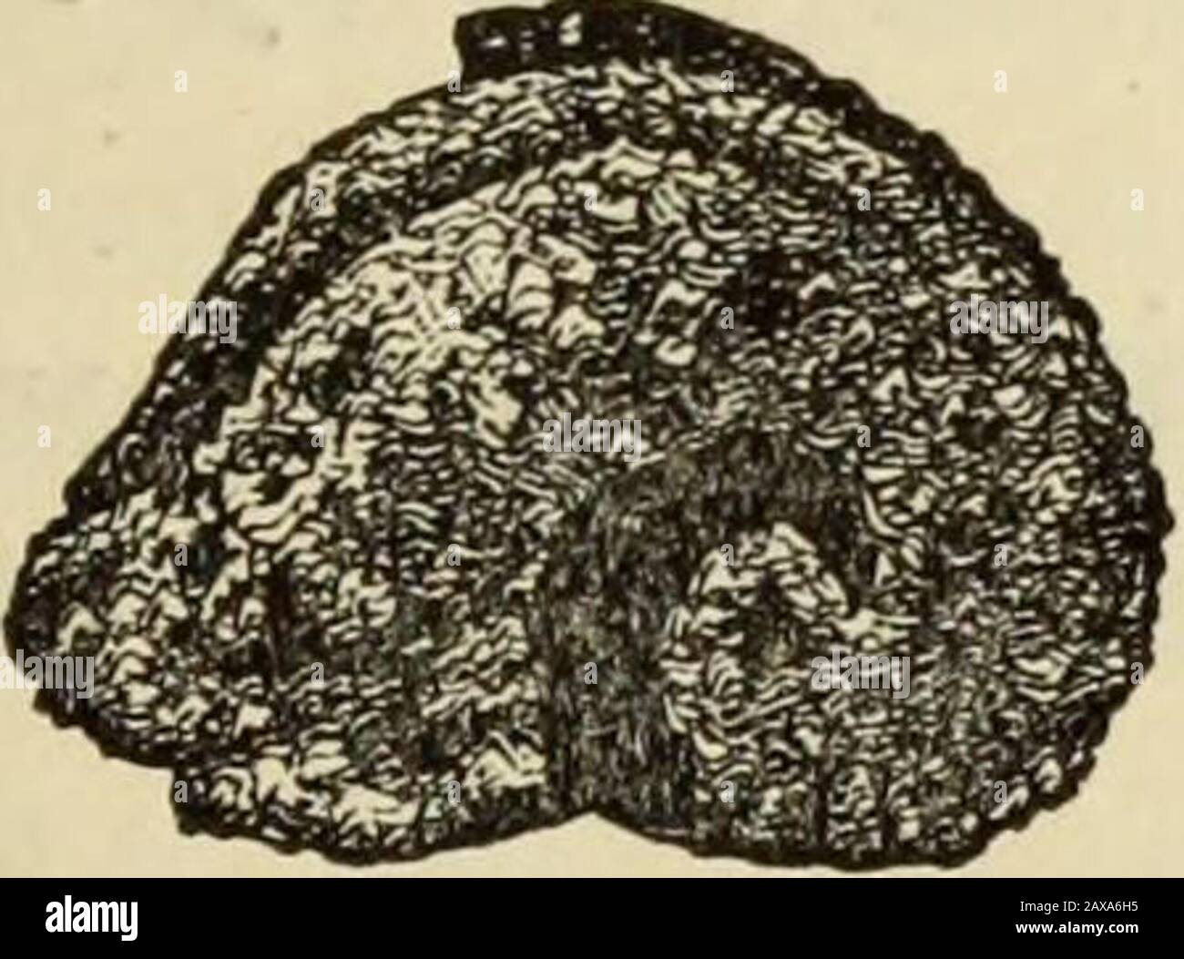 Crustation hi-res stock photography and images - Alamy