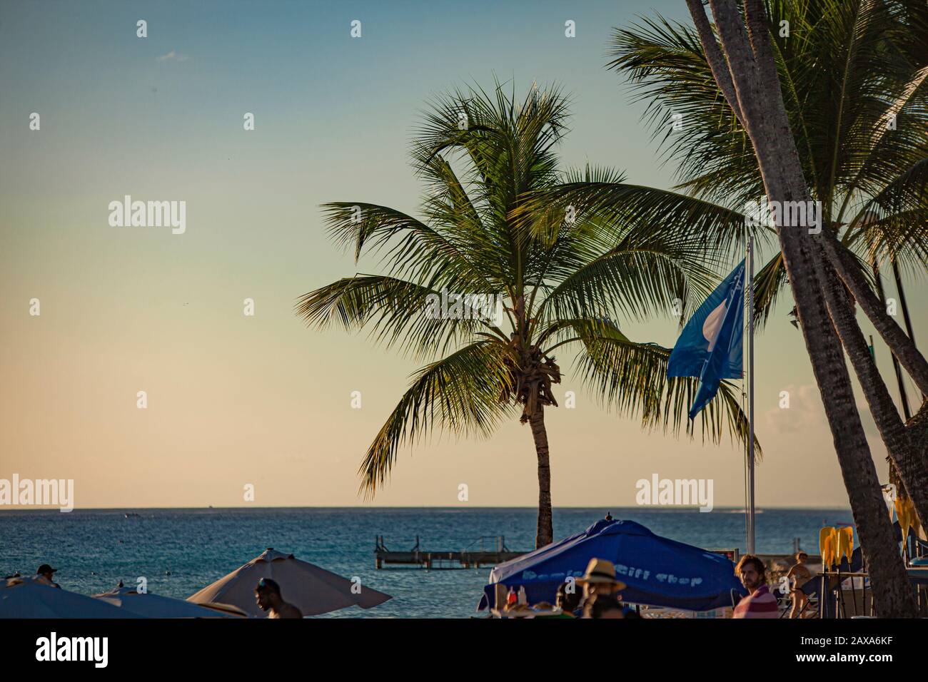 Palm on dominicus beach Stock Photo - Alamy