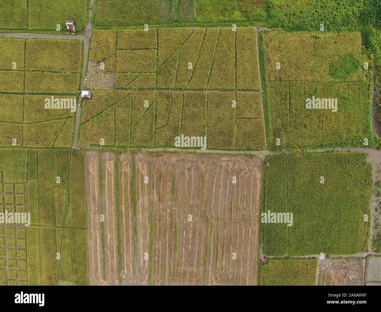 A top down aerial view of a paddy field with farmers at work. Located ...