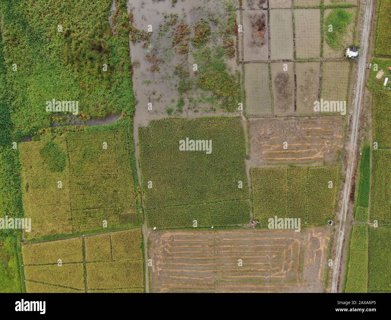 Padi aerial hi-res stock photography and images - Alamy