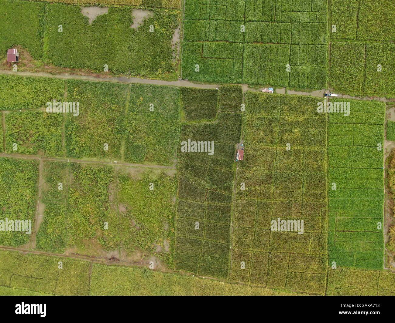 A top down aerial view of a paddy field with farmers at work. Located ...