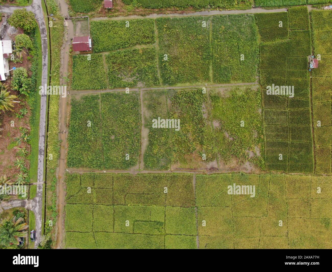 A top down aerial view of a paddy field with farmers at work. Located ...