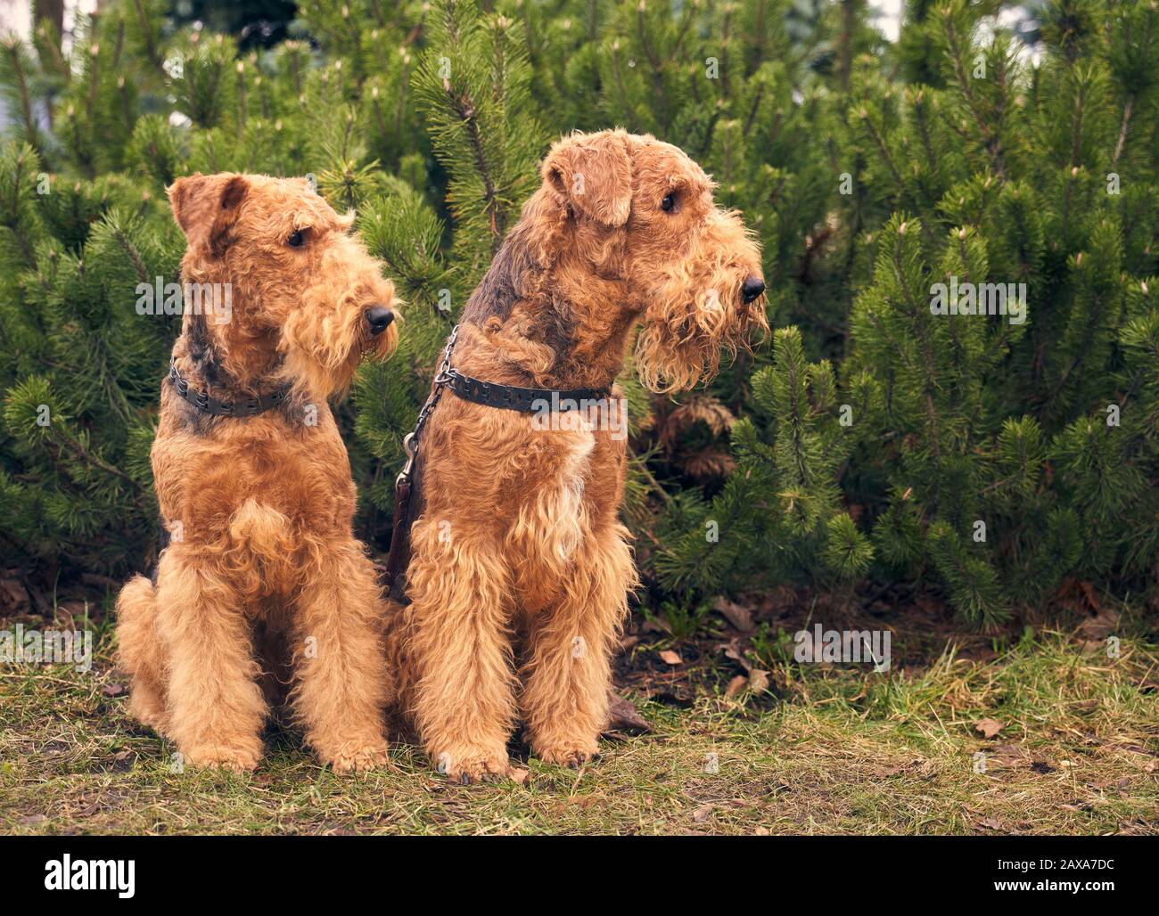 The spruce pets hi-res stock photography and images - Alamy