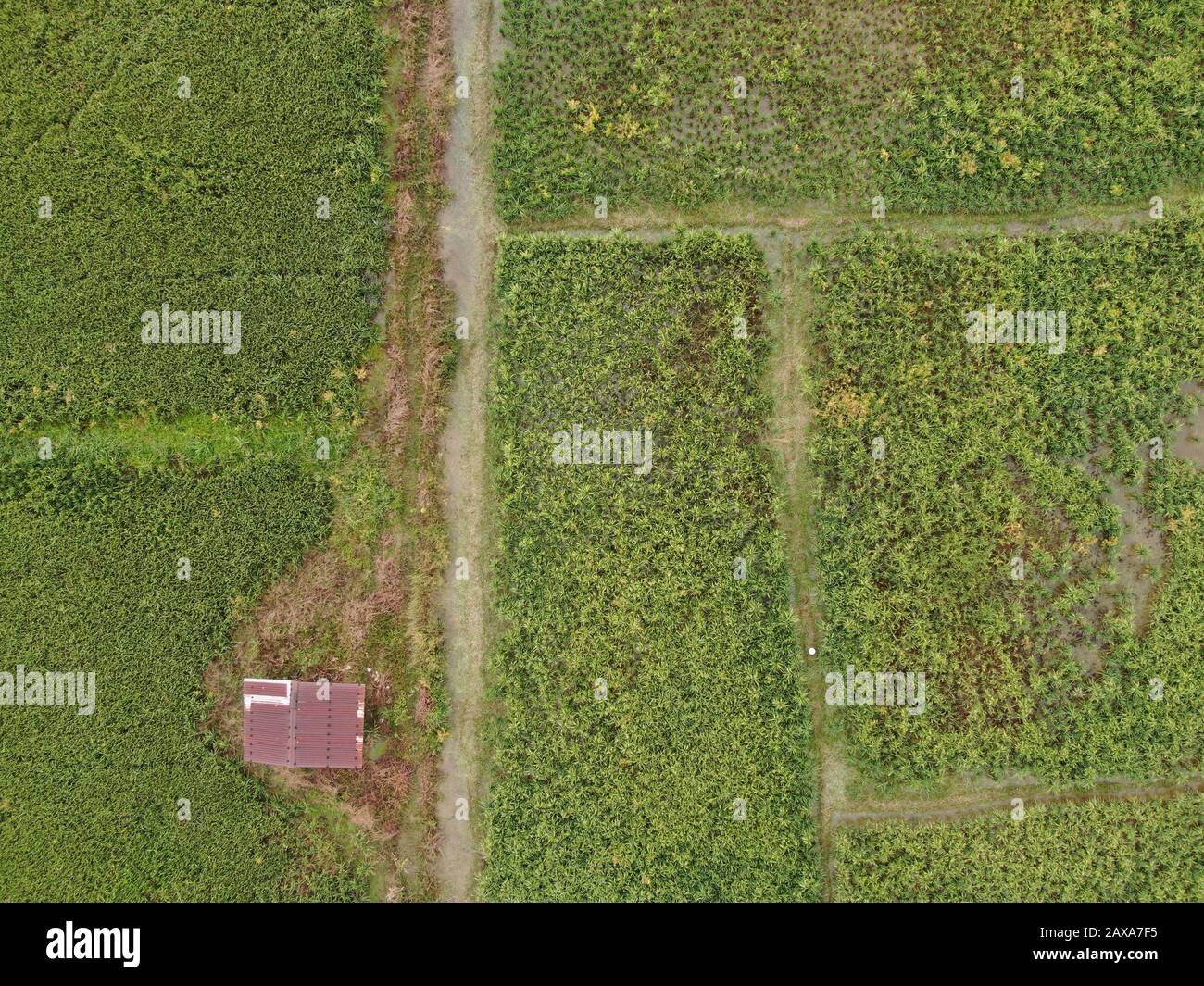 A top down aerial view of a paddy field with farmers at work. Located ...