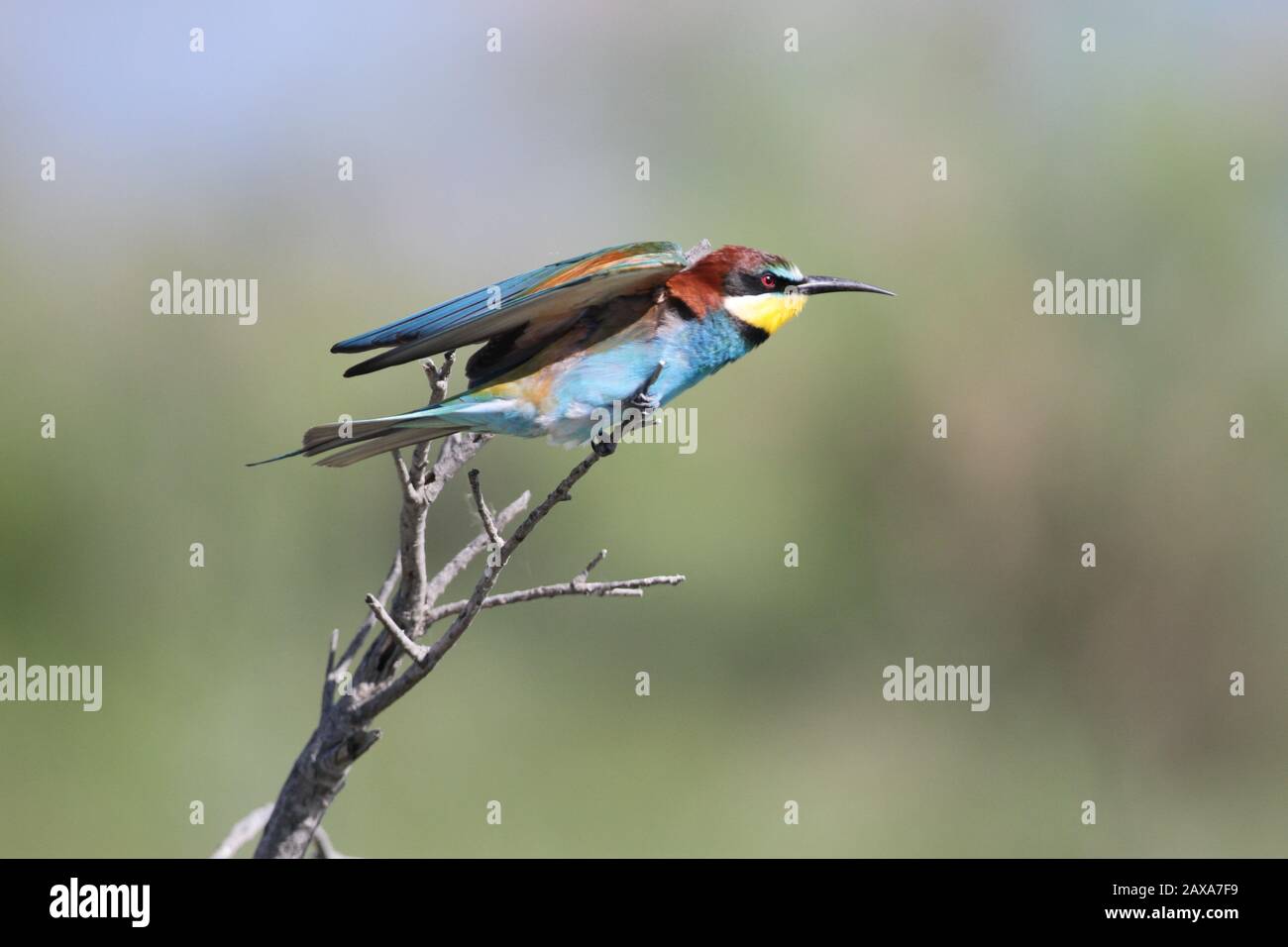 Dadia forest greece hi-res stock photography and images - Alamy
