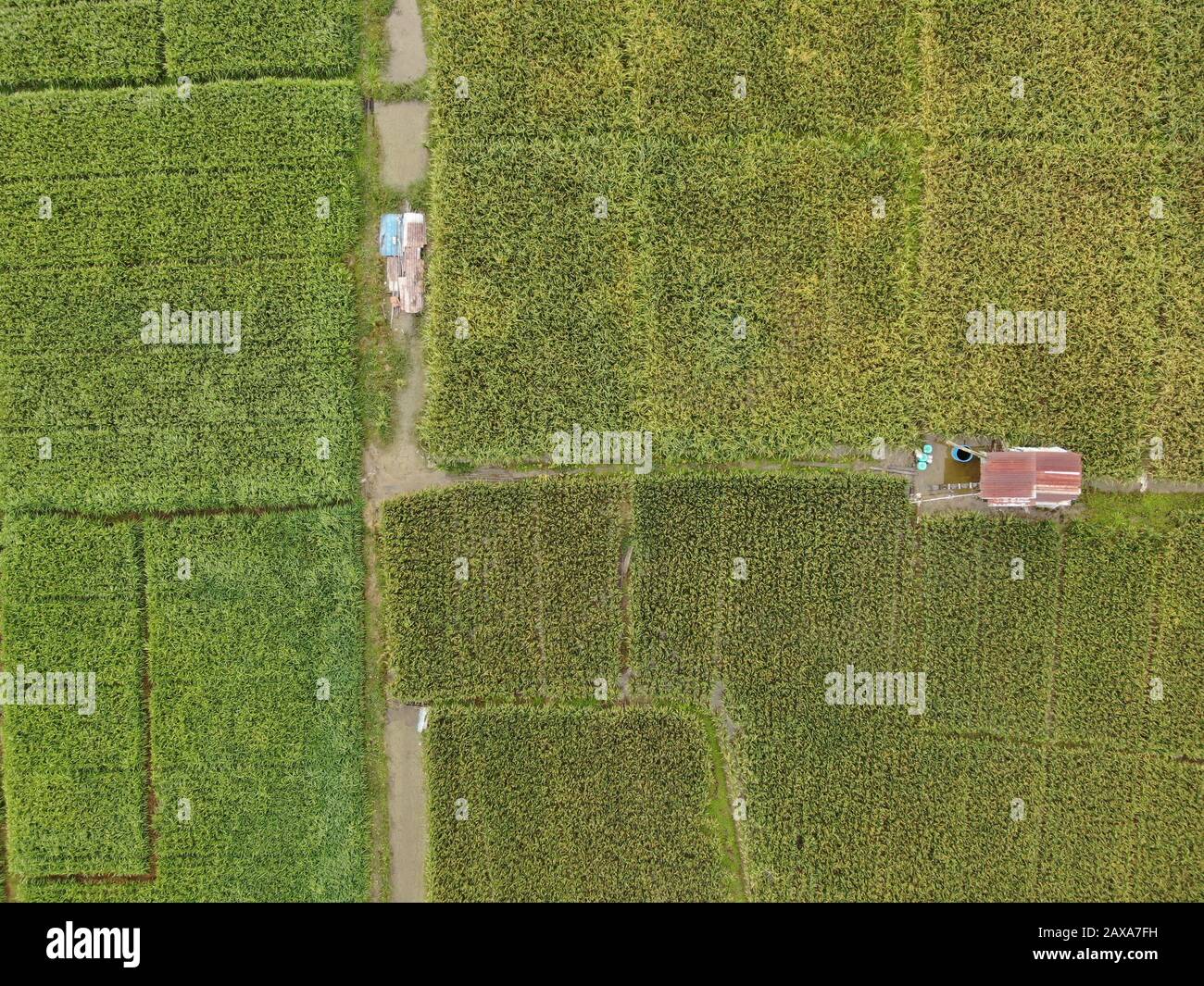 A top down aerial view of a paddy field with farmers at work. Located ...
