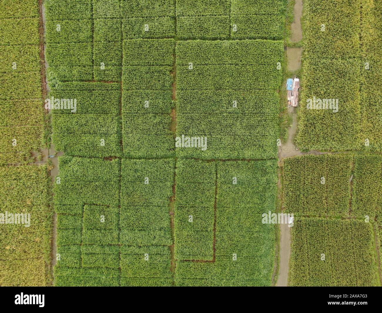 A top down aerial view of a paddy field with farmers at work. Located ...