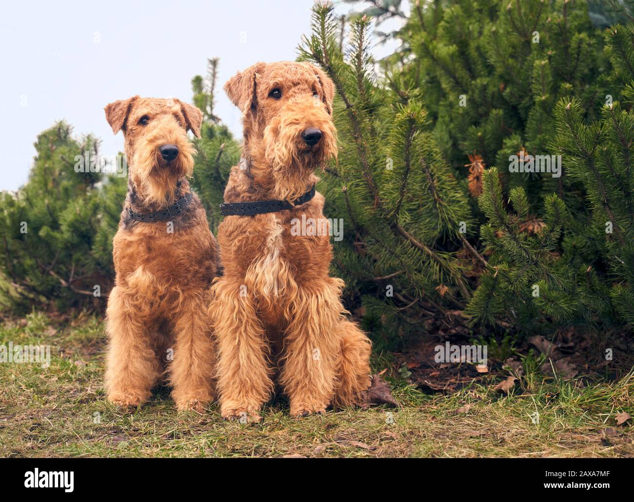 Two friendly dogs sit together. photo of Pets Stock Photo - Alamy