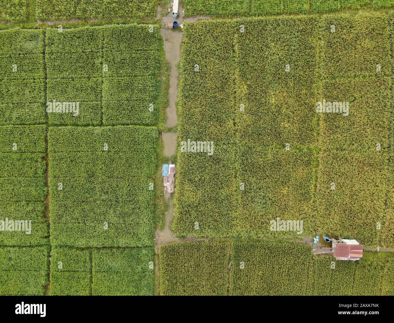 A top down aerial view of a paddy field with farmers at work. Located ...