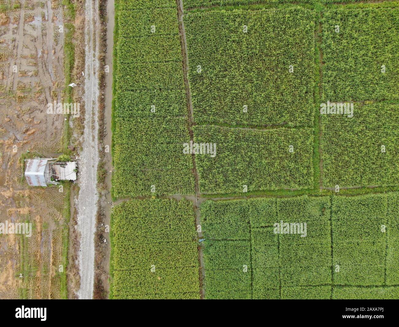 A top down aerial view of a paddy field with farmers at work. Located ...