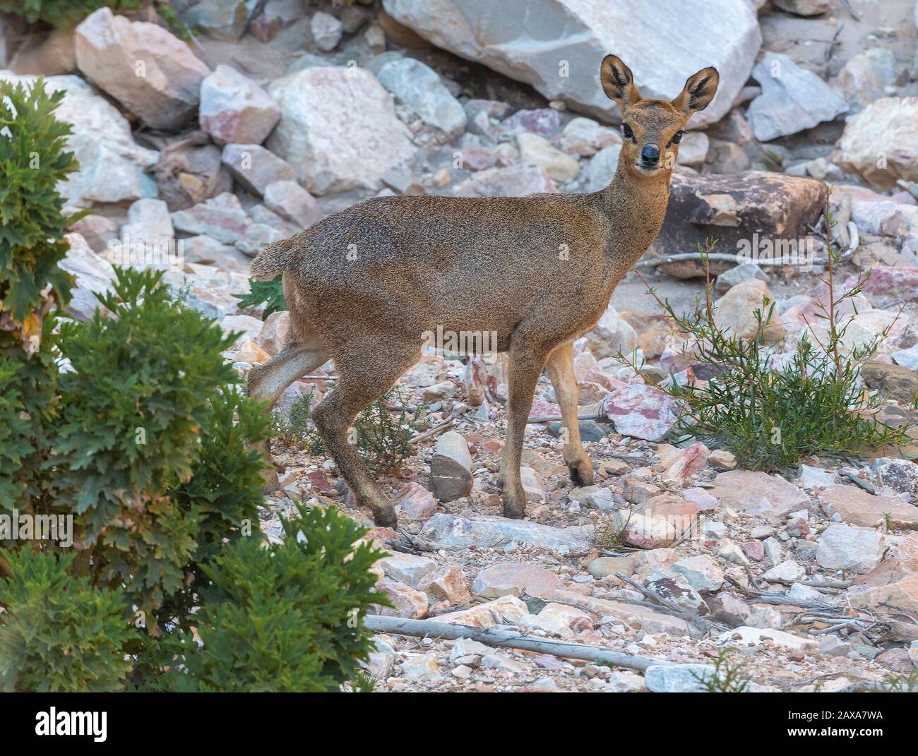 Klipspringer (Oreotragus oreotragus) in the Swartberg Mountains ...