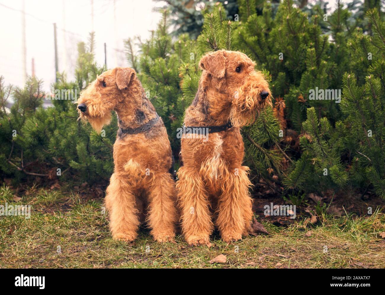 Two friendly dogs sit together. photo of Pets Stock Photo - Alamy