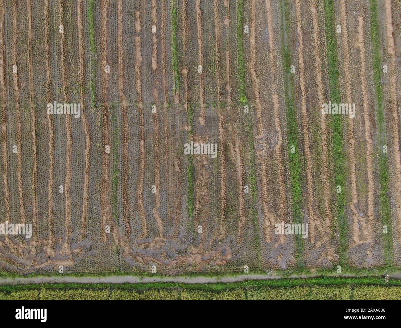 A top down aerial view of a paddy field with farmers at work. Located ...