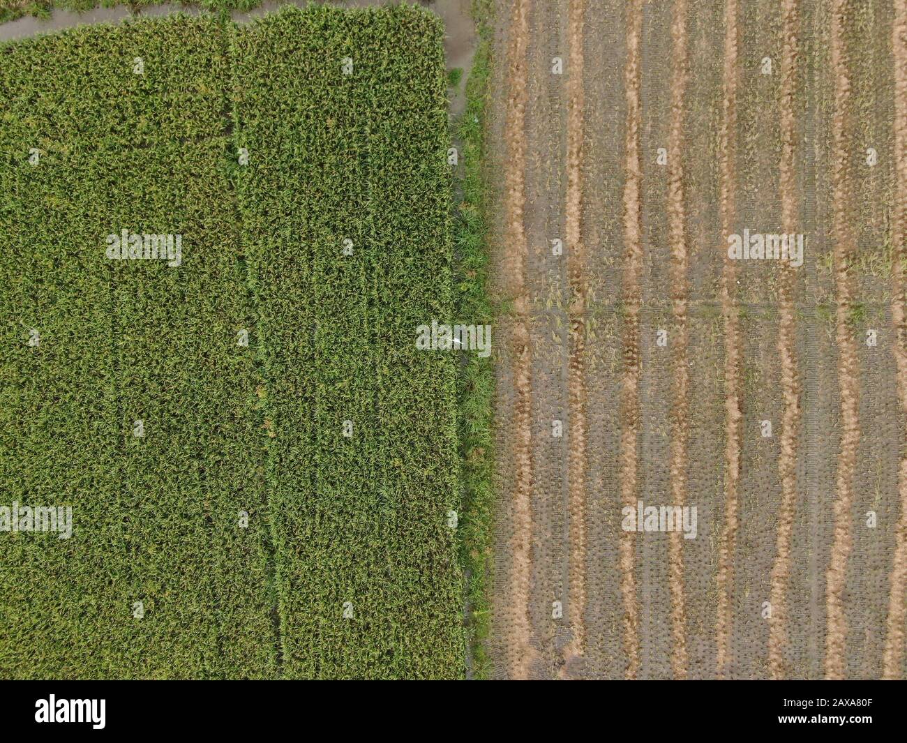 A top down aerial view of a paddy field with farmers at work. Located ...