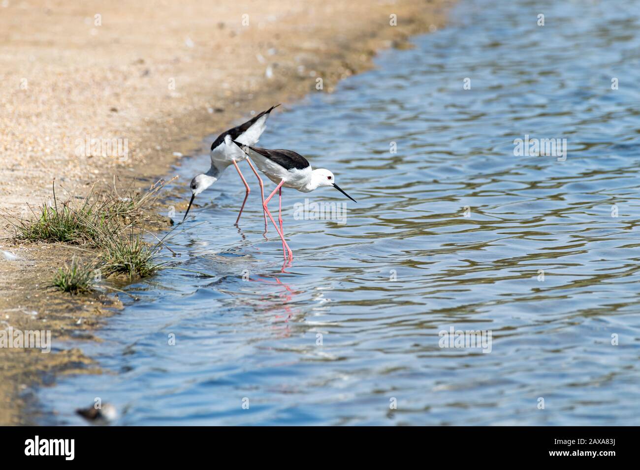 Two Water birds (Stilt Bird) in a lake looking for food Stock Photo - Alamy