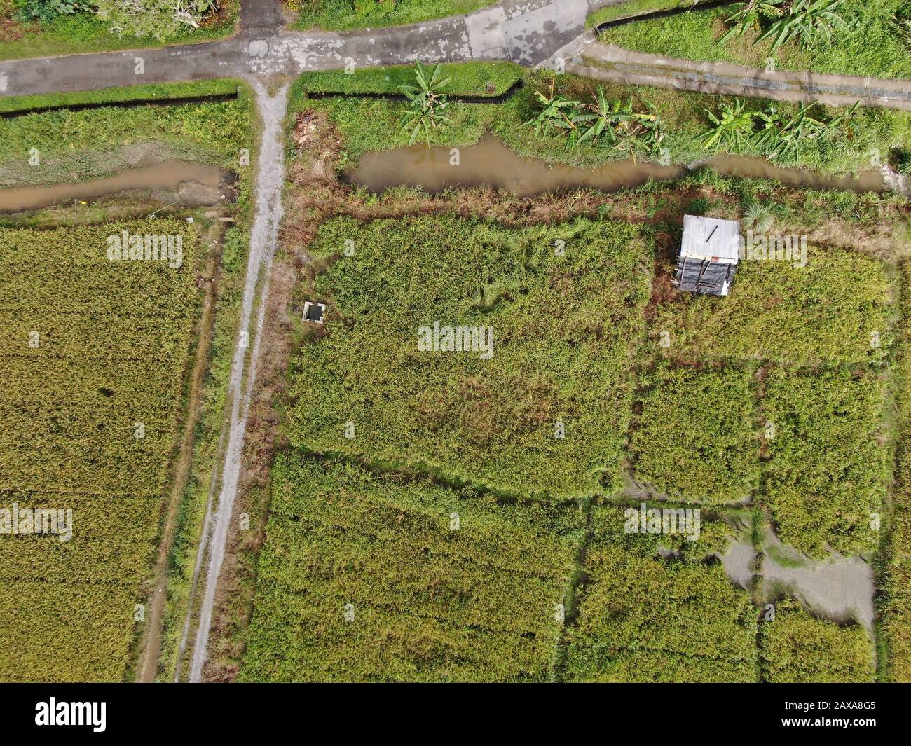 A top down aerial view of a paddy field with farmers at work. Located ...