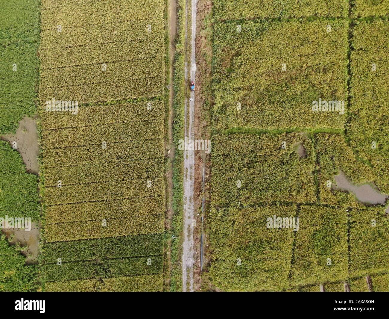 A top down aerial view of a paddy field with farmers at work. Located ...